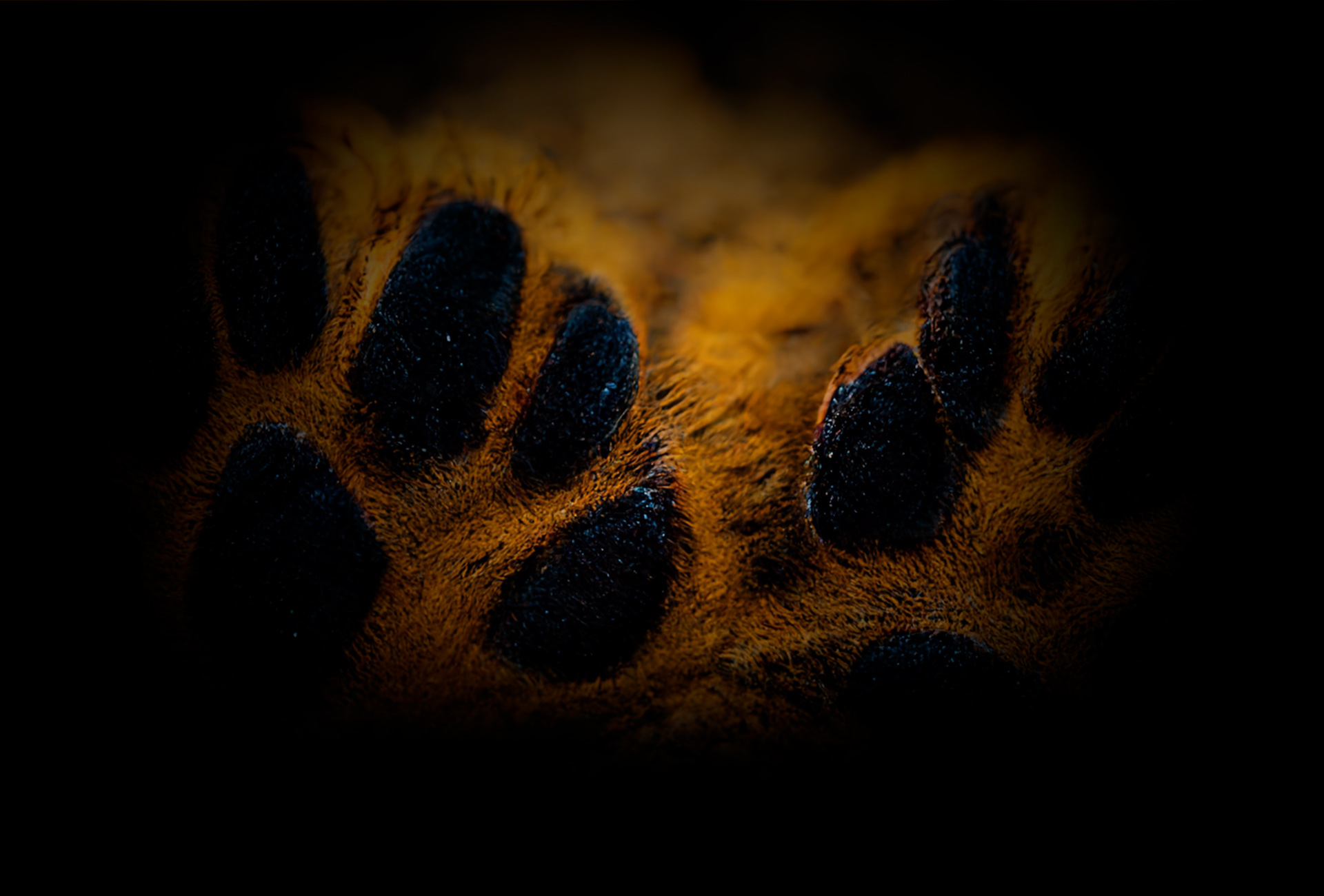 Tigerpaw in Focus